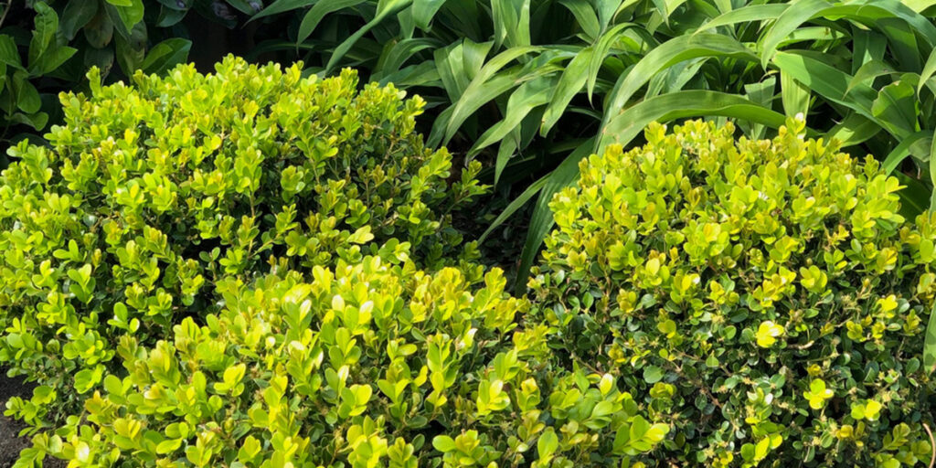 Buxus microphylla (Japanese Buxus) - Yergan Landscape