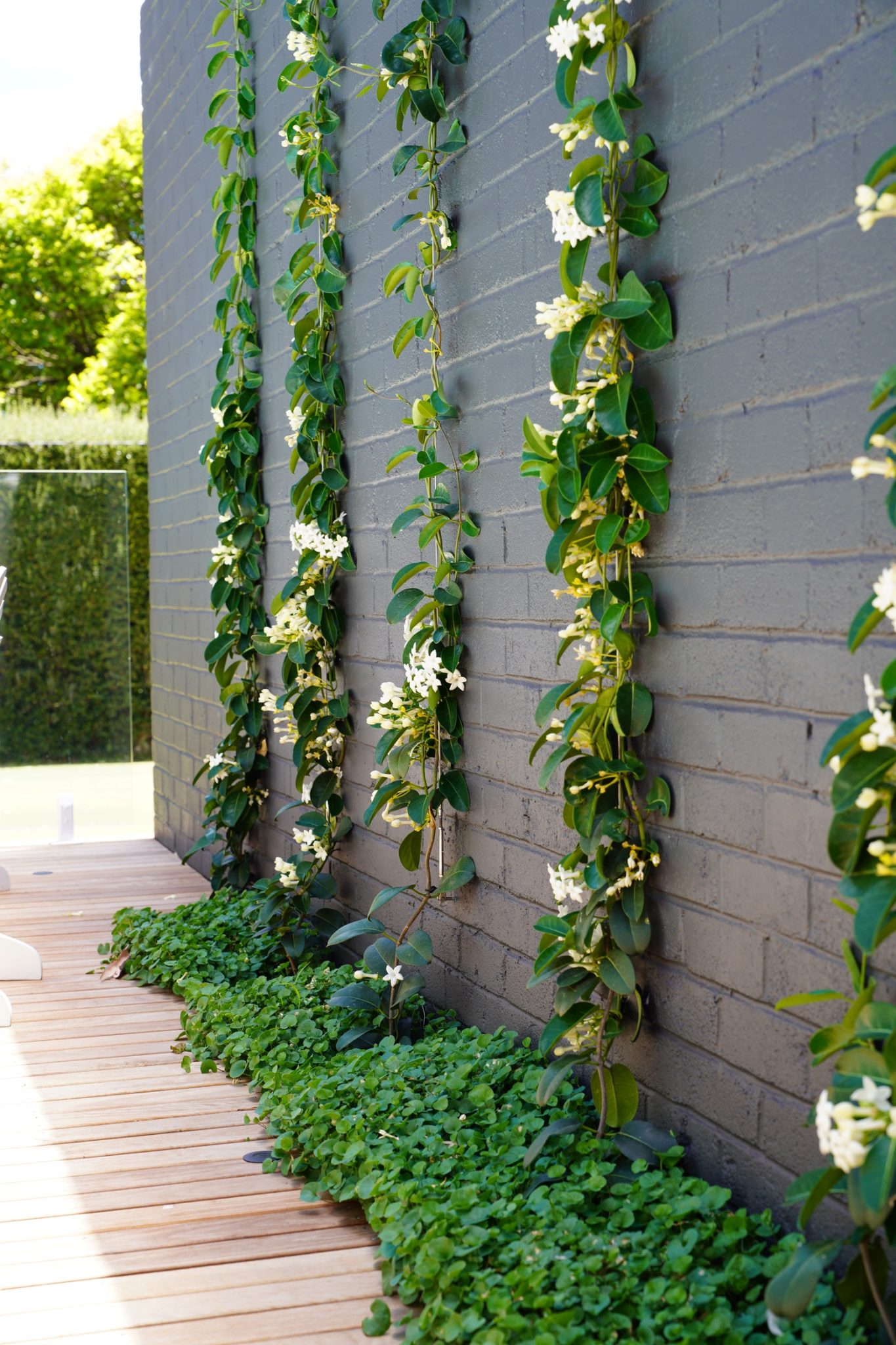 Growing Stephanotis floribunda - Yergan Landscape