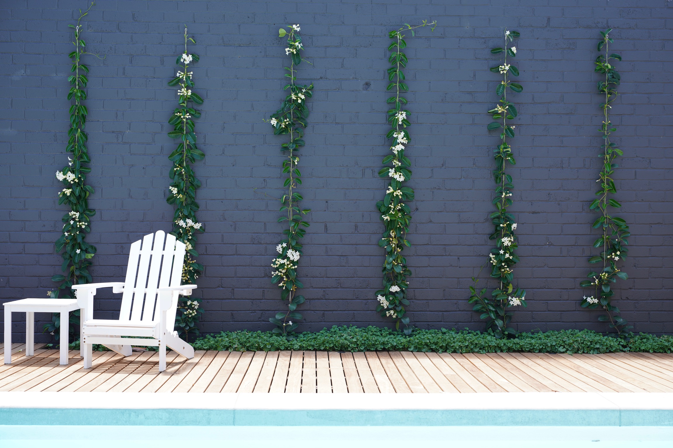 Growing Stephanotis floribunda - Yergan Landscape